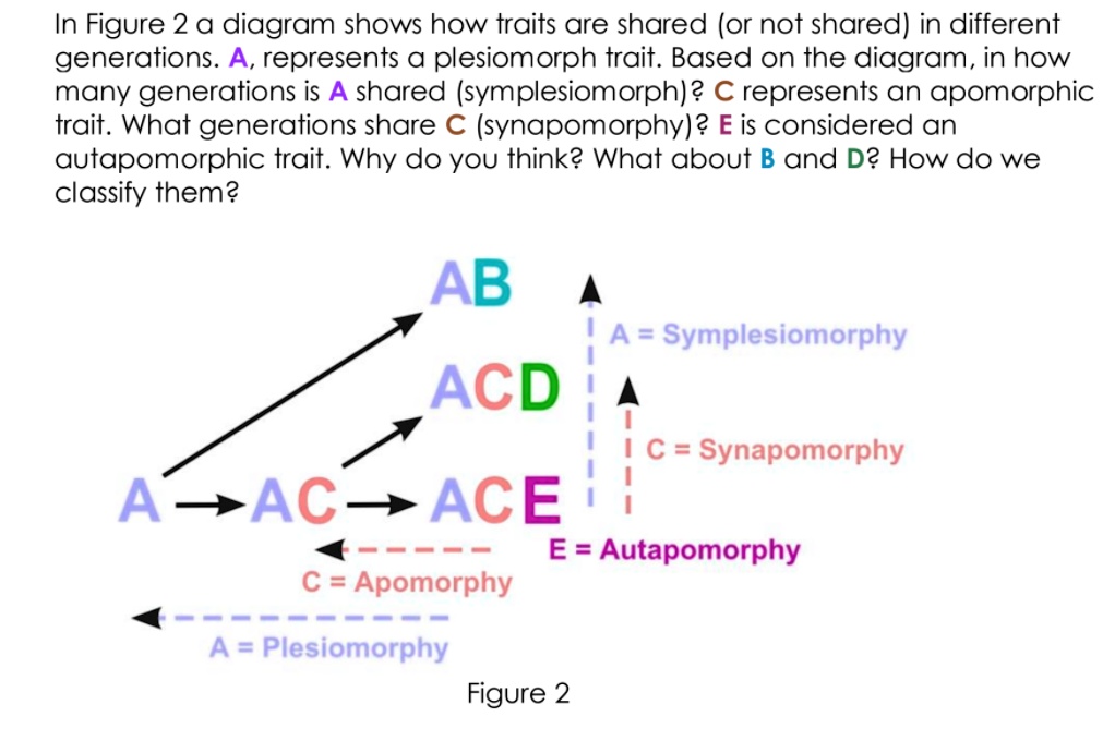 SOLVED: In Figure 2, a diagram shows how traits are shared (or not ...