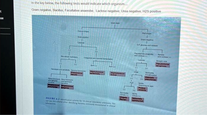 SOLVED: Texts: Gram-negative, Bacillus, Facultative anaerobe, Lactose ...