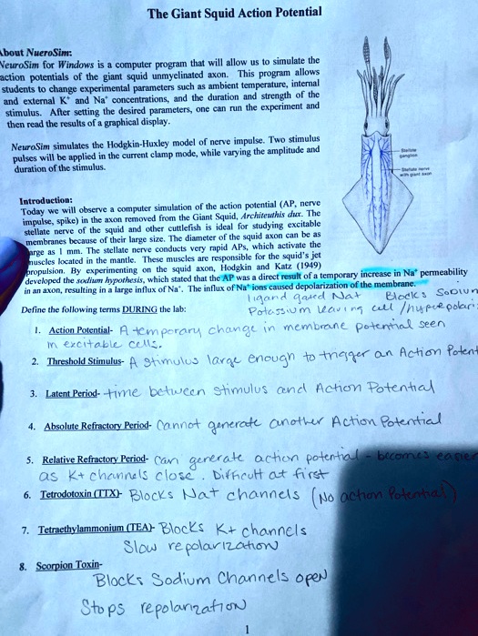 SOLVED: About NeuroSim: a program that will allow simulate the NeuroSim for Windows computer ...