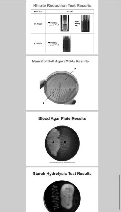SOLVED: Nitrate Reduction Test Results MUG Mannitol Salt Agar (MSA ...