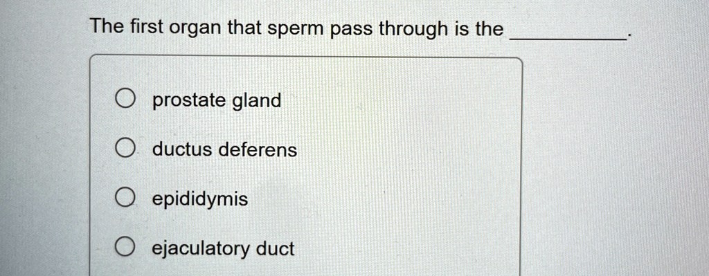 the first organ that sperm pass through is the prostate gland ductus ...