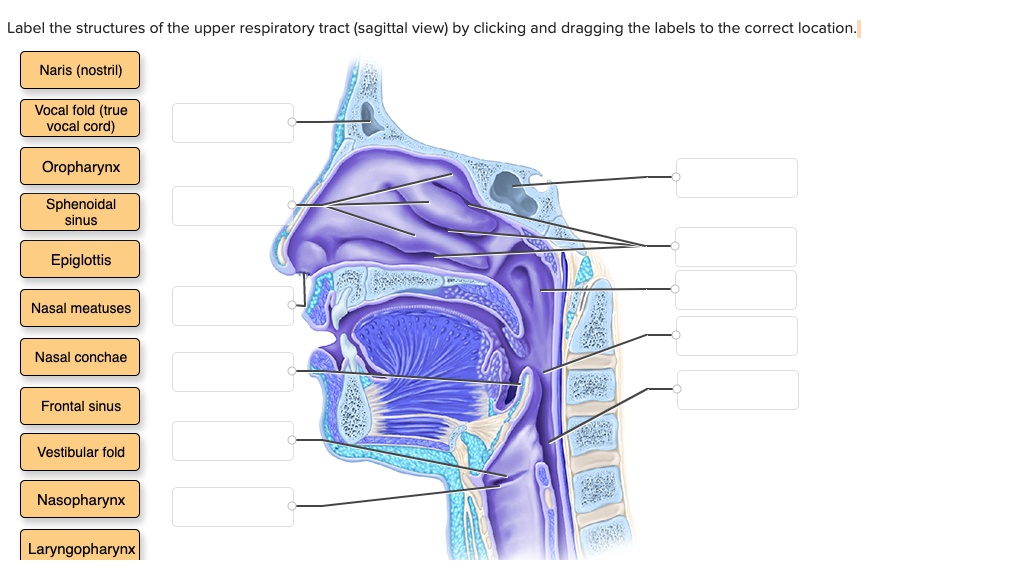 Label the structures of the upper respiratory tract (sagittal view) by ...