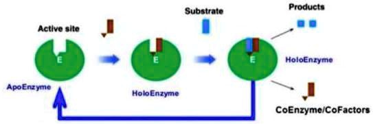 Active site Substrate Products ApoEnzyme HoloEnzyme HoloEnzyme CoEnzyme ...