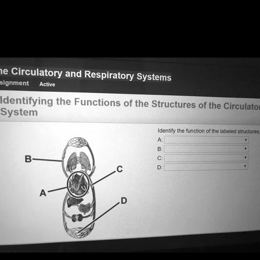 SOLVED: 'Identify the function of the labeled structures. A: B: C: D: Options- -connects ...