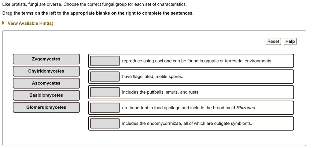 Like protists, fungi are diverse. Choose the correct fungal group for ...