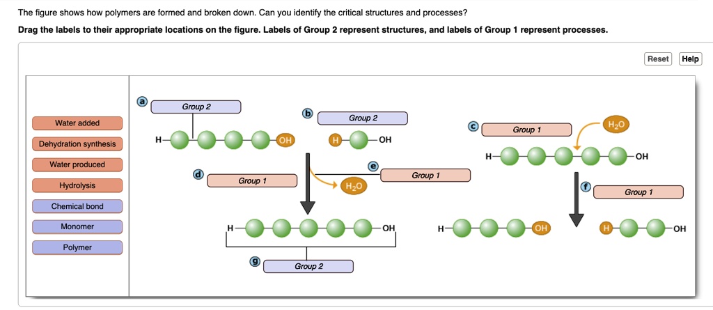 the figure shows how polymers are formed and broken down can you ...