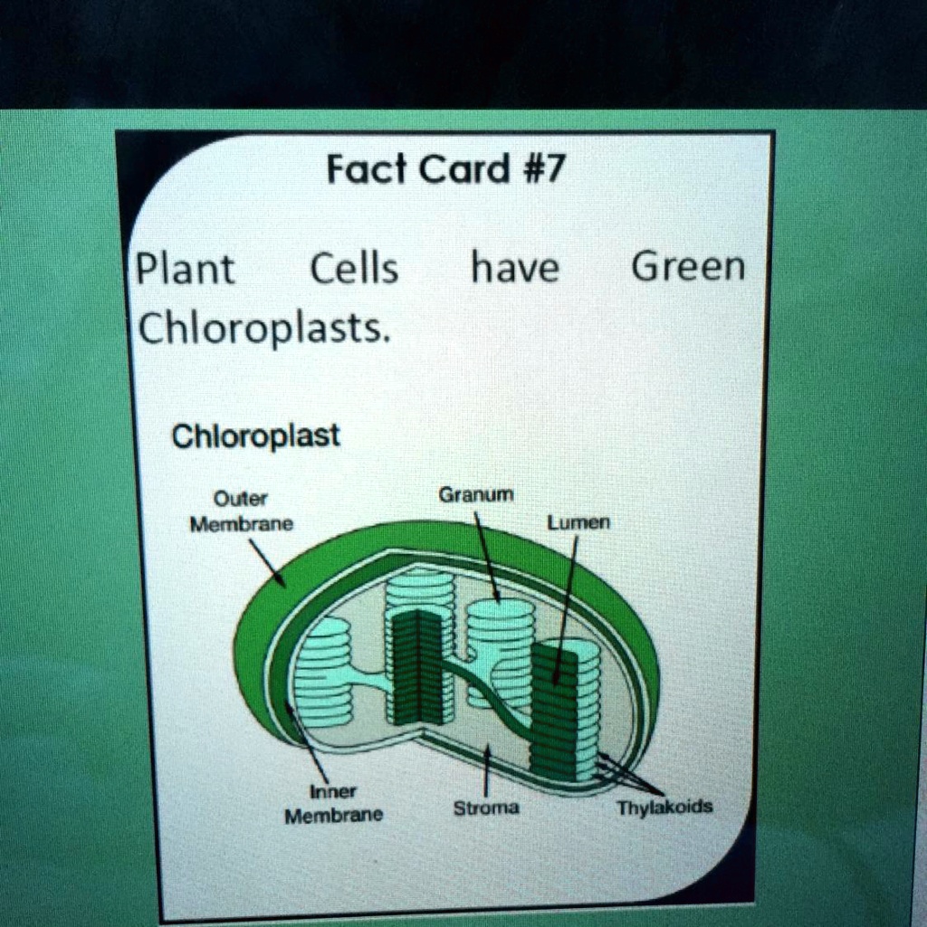 Granum In Chloroplast