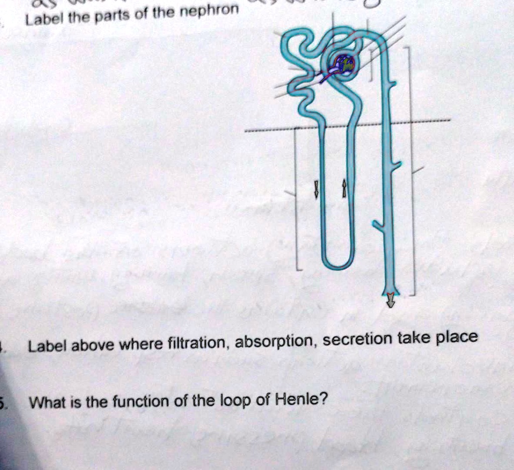 5 pants of the nephron label the label above where filtration ...