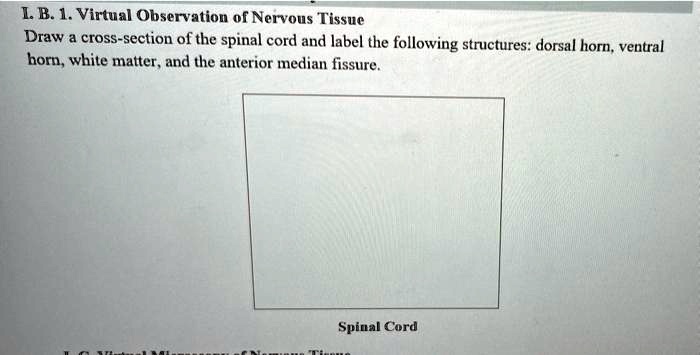 Solved Ib1 Virtual Observation Of Nervous Tissue Draw A Cross Section Of The Spinal Cord And