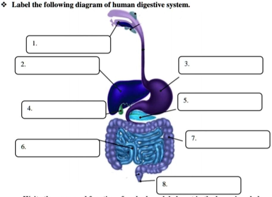 SOLVED: Q) Label the given diagram? Help me please!!!! Label the following diagram of the human ...