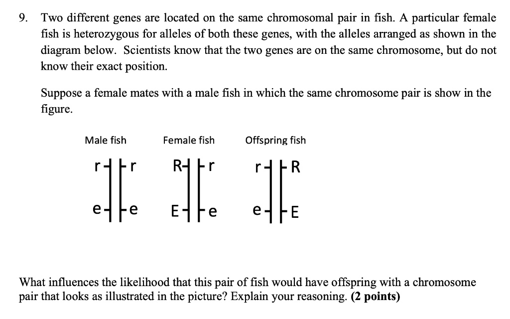 SOLVED: 6 Two different genes are located on the same chromosomal pair ...