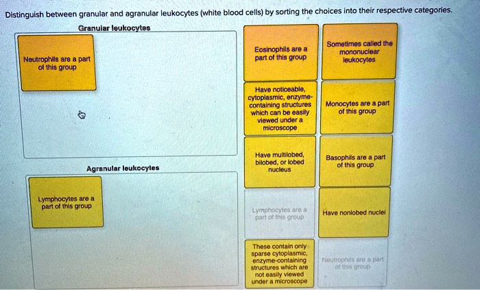 distinguish between granular and agranular leukocytes white blood cells ...