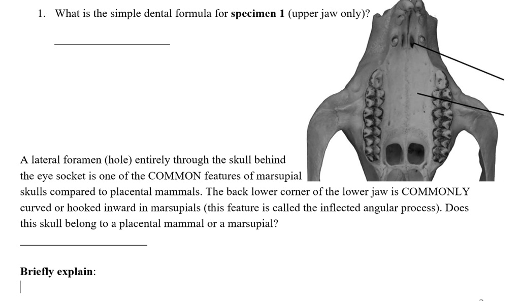 SOLVED: What is the simple dental formula for specimen 1 (upper jaw ...