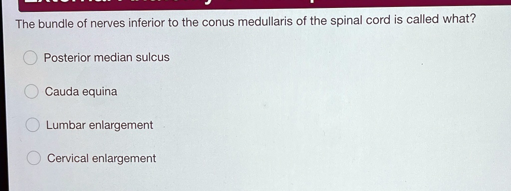the bundle of nerves inferior to the conus medullaris of the spinal ...
