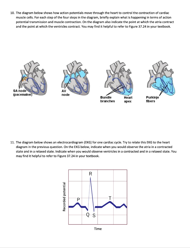 SOLVED: 10. The diagram below shows how action potentials move through ...