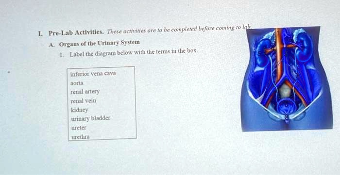SOLVED: Label the diagram below with the terms in the box: inferior vena cava, aorta, renal ...