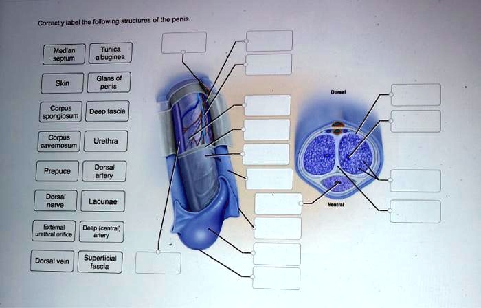 SOLVED: Correctly label the following structures of the penis: Median septum Tunica albuginea ...