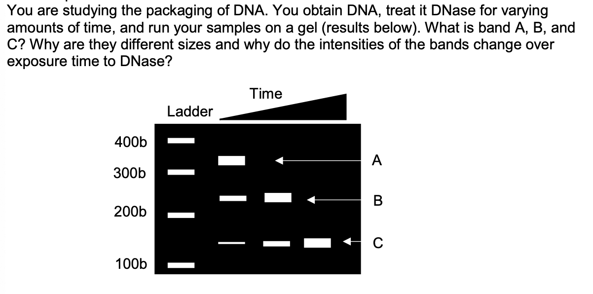You are studying the packaging of DNA. You obtain DNA, treat it DNase ...