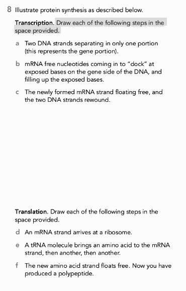 SOLVED: 8 Illustrate protein synthesis as described below: Transcription Draw each of the ...