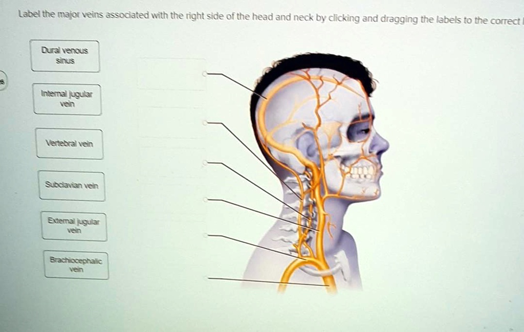 label the major veins associated with the right side of the head and ...