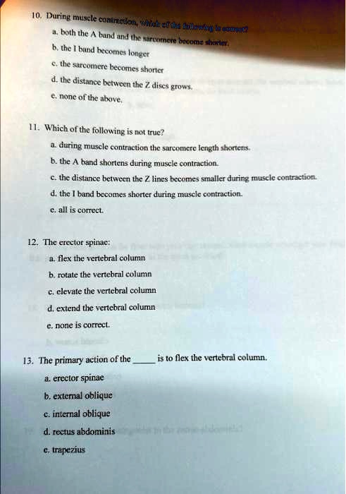 10. During muscle contraction, which of the following is...