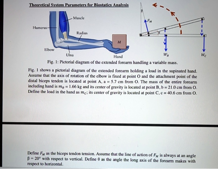 Theoretical System Parameters for Biostatics Analysis Muscle Humerus ...