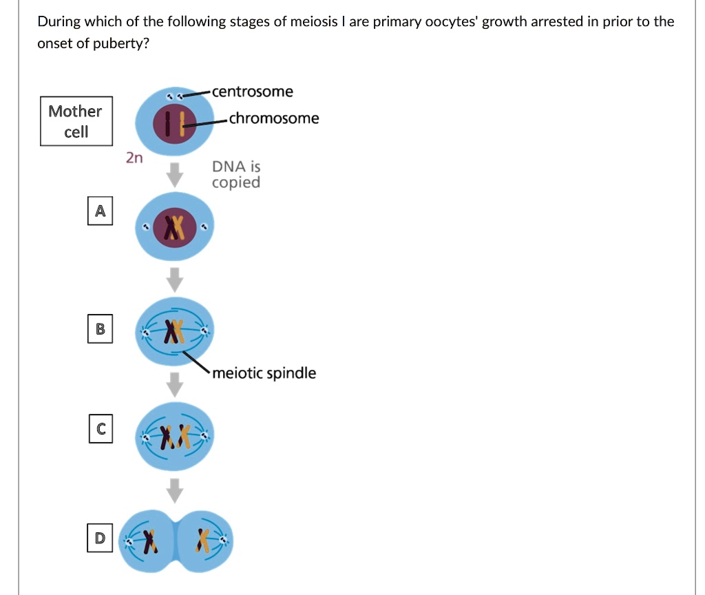 during which of the following stages of meiosis are primary oocytes ...