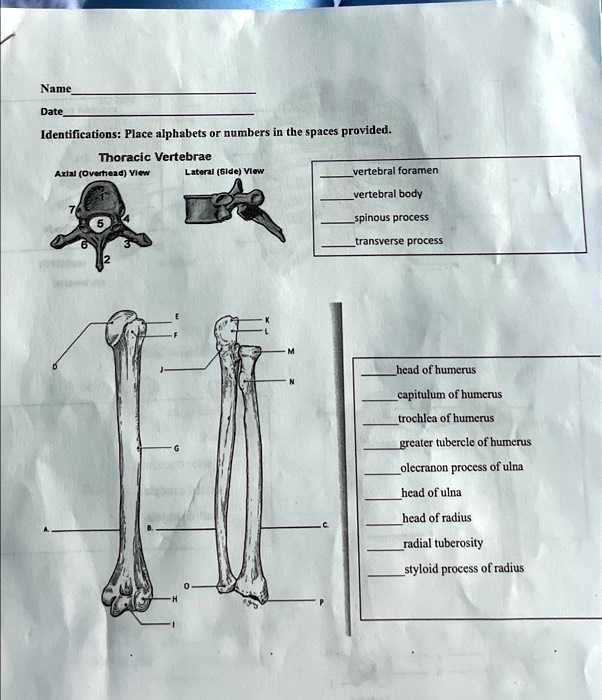 SOLVED: Name: [Insert Name] Date: [Insert Date] Identifications: Place ...