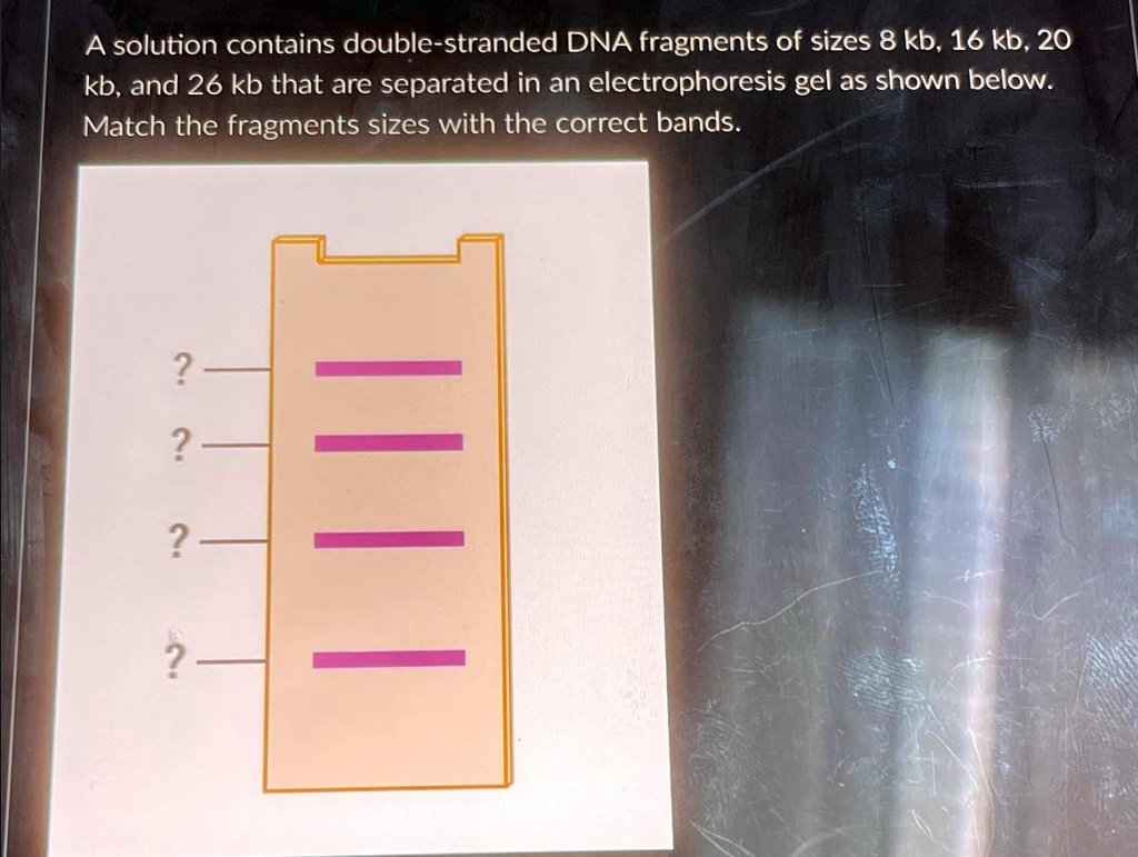 a solution contains double stranded dna fragments of sizes 8 kb 16 kb ...