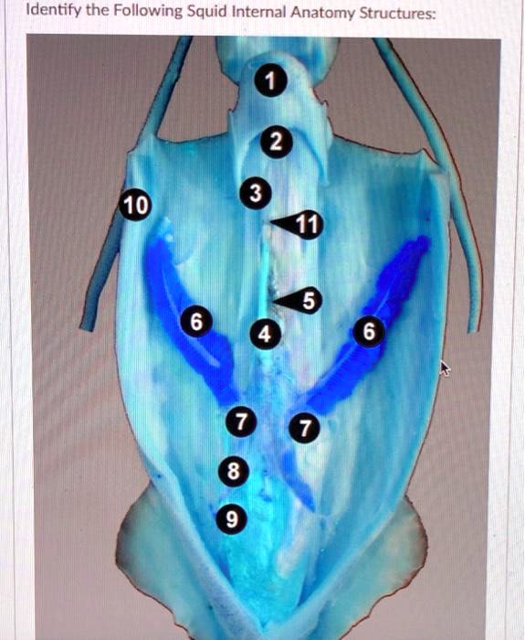 Squid External Anatomy Unlabeled