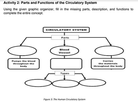 SOLVED: Activity 2: Parts and Functions of the Circulatory System Using the given graphic ...