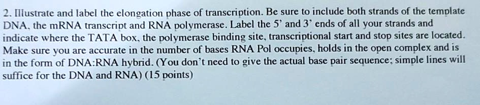 SOLVED:2. Ilustrate and label the elongation phase of transcription. Be ...