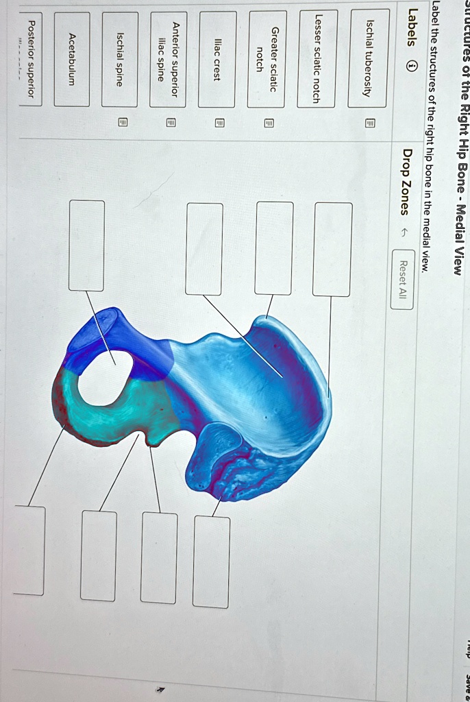 Structures of the Right Hip Bone - Medial View Label the structures of the right hip bone in the ...