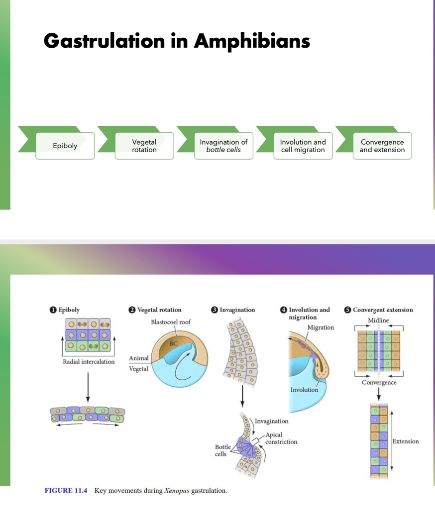 SOLVED: Explain the different morphogenetic movements which are ...