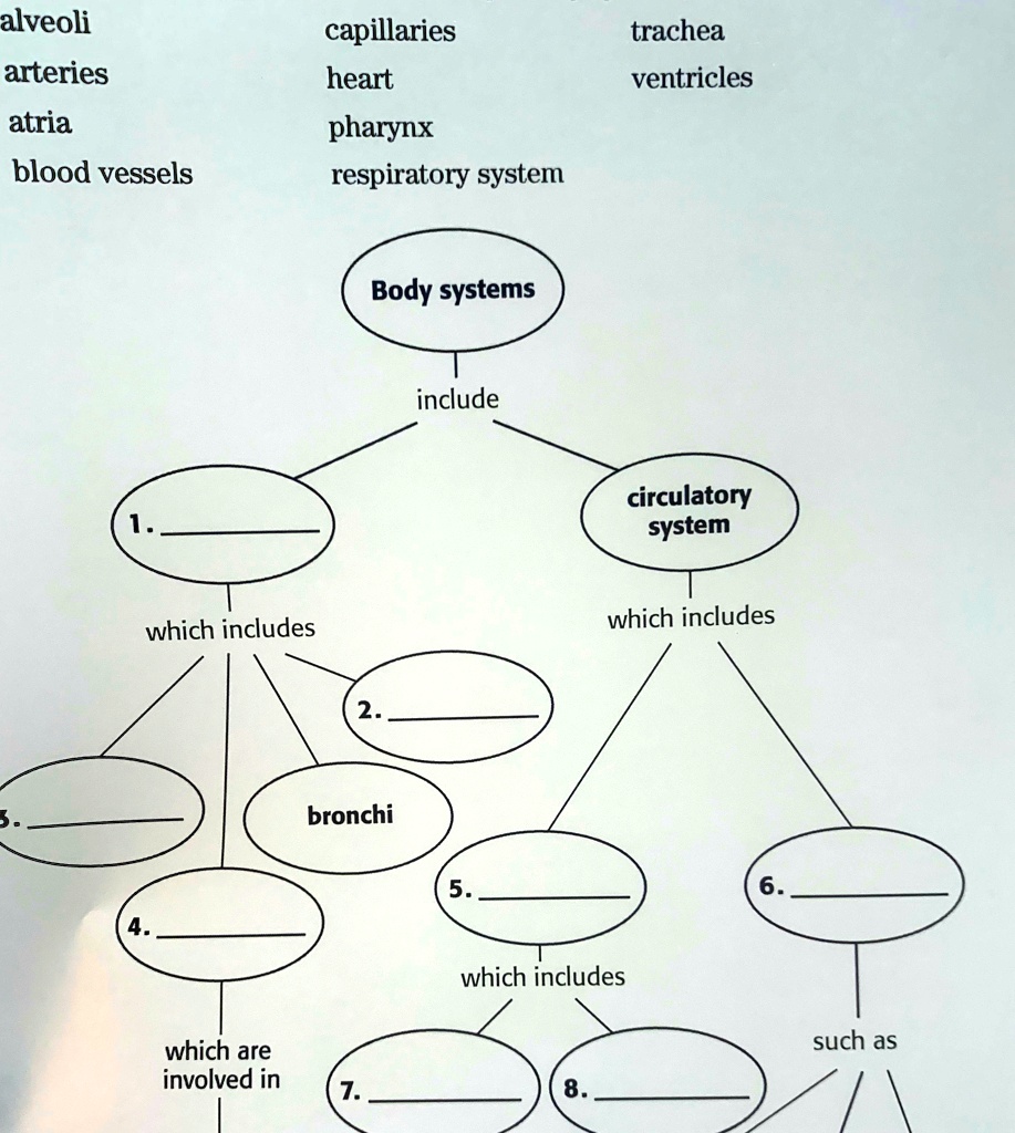 alveoli arteries atria blood vessels capillaries heart pharynx ...