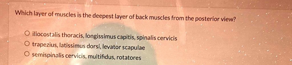 which layer of muscles is the deepest layer of back muscles from the ...