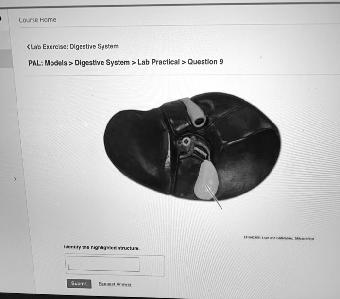 SOLVED: What is the highlighted structure? Course Home Lab Exercise ...