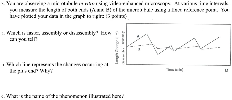 SOLVED: 3. You are observing a microtubule in vitro using video-enhanced microscopy. At various ...