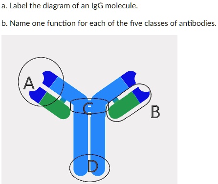 SOLVED: a. Label the diagram of an IgG molecule: b. Name one function for each of the five ...