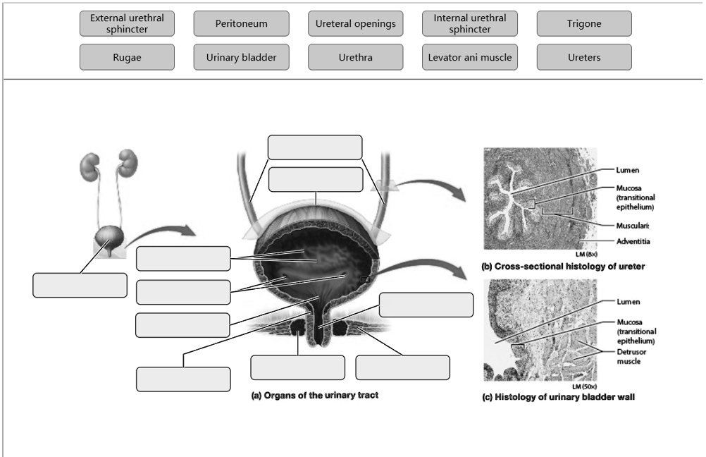External urethral sphincter Peritoneum Ureteral openings Internal ...