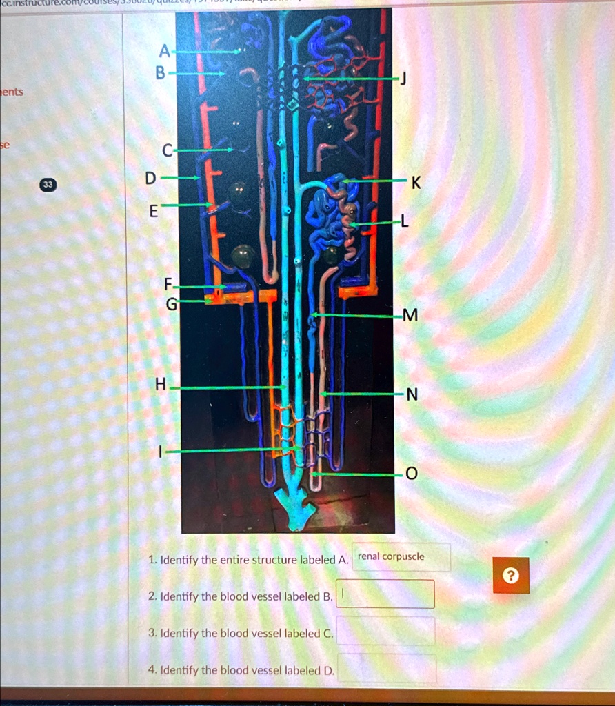 ents Identify the entire structure labeled A: renal corpuscle Identify the blood vessel labeled ...