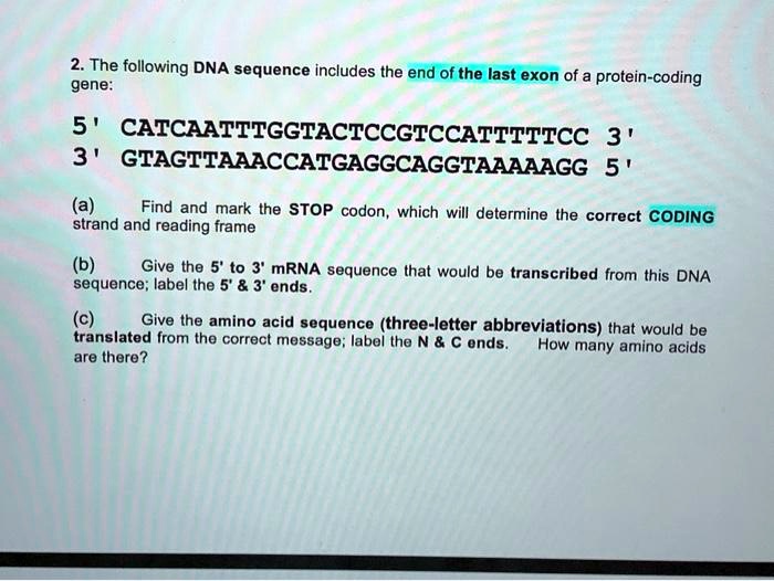 SOLVED:The following DNA sequence includes the end of the last exon of a protein-coding gene: 5 ...