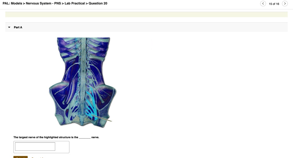 [GET ANSWER] PAL: Models > Nervous System - PNS > Lab Practical > Question 20 Part A The largest ...