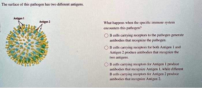 The surface of this pathogen has two different antigens. Antigen 1 ...