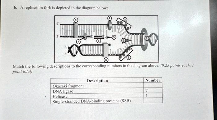b. A replication fork is depicted in the diagram below: 5 3 5 3 2 Match the following ...