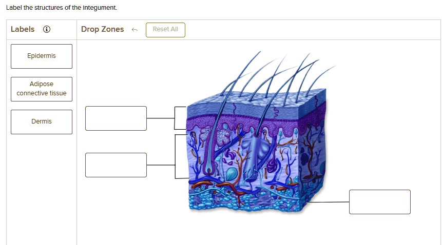 Label the structures of the Integument. Labels Drop Zones Reset All Epidermis Adipose connective ...