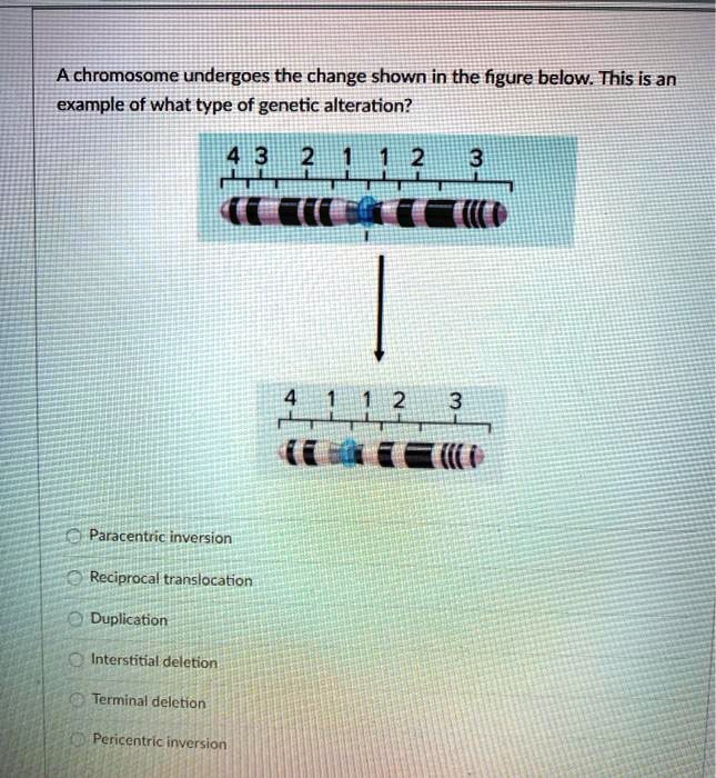 SOLVED: A chromosome undergoes the change shown in the figure below ...