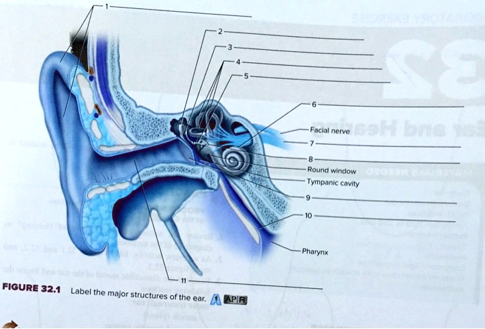 SOLVED: Facial nerve Round window Tympanic cavity 10 Pharynx FIGURE 32. ...