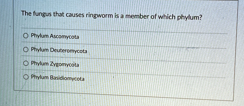 The fungus that causes ringworm is a member of which phylum? Phylum ...