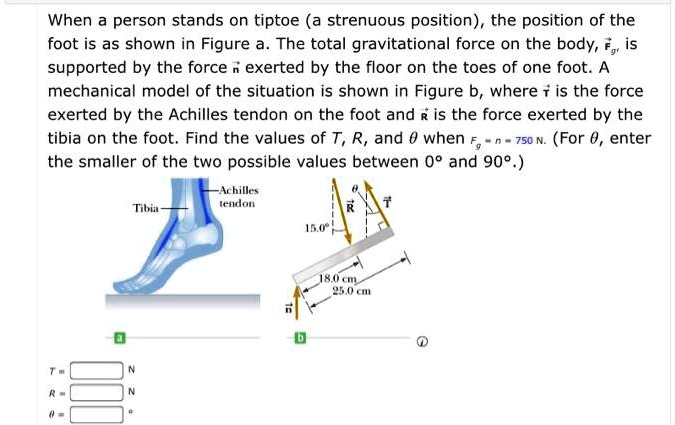 when a person stands on tiptoe a strenuous position the position of the ...